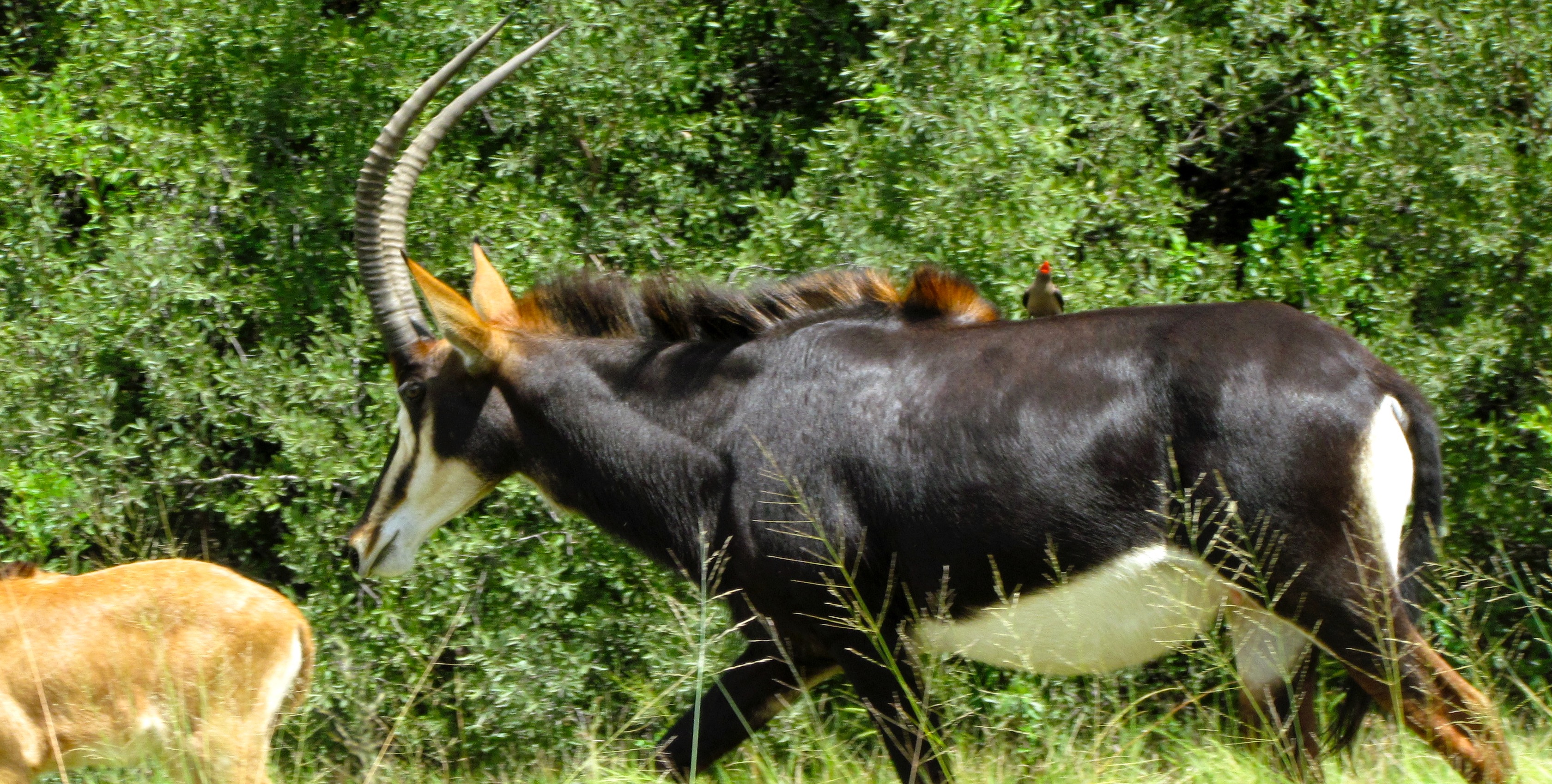 Botswana – Travels with Sara