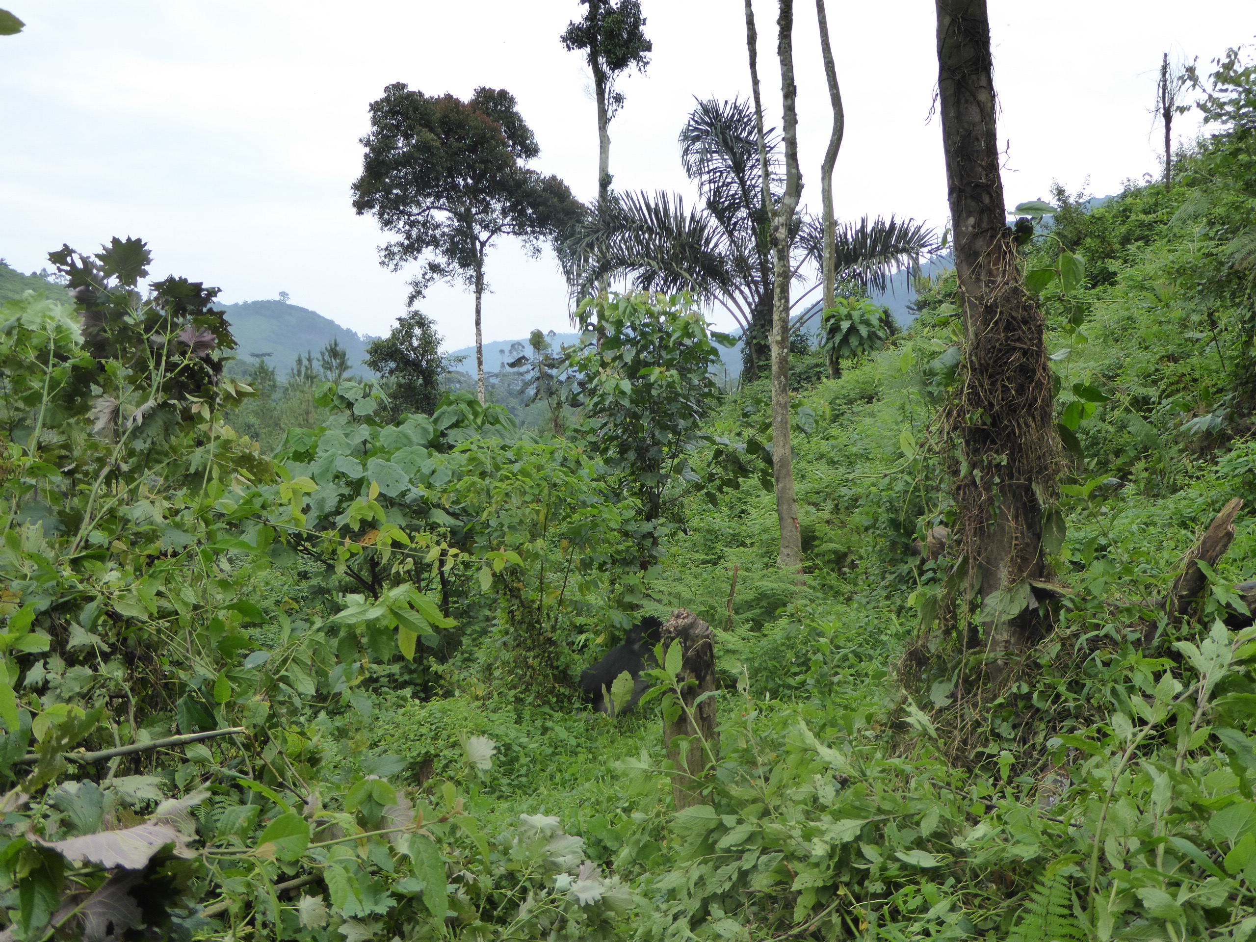 Uganda & Rwanda (gorillas) – Travels with Sara